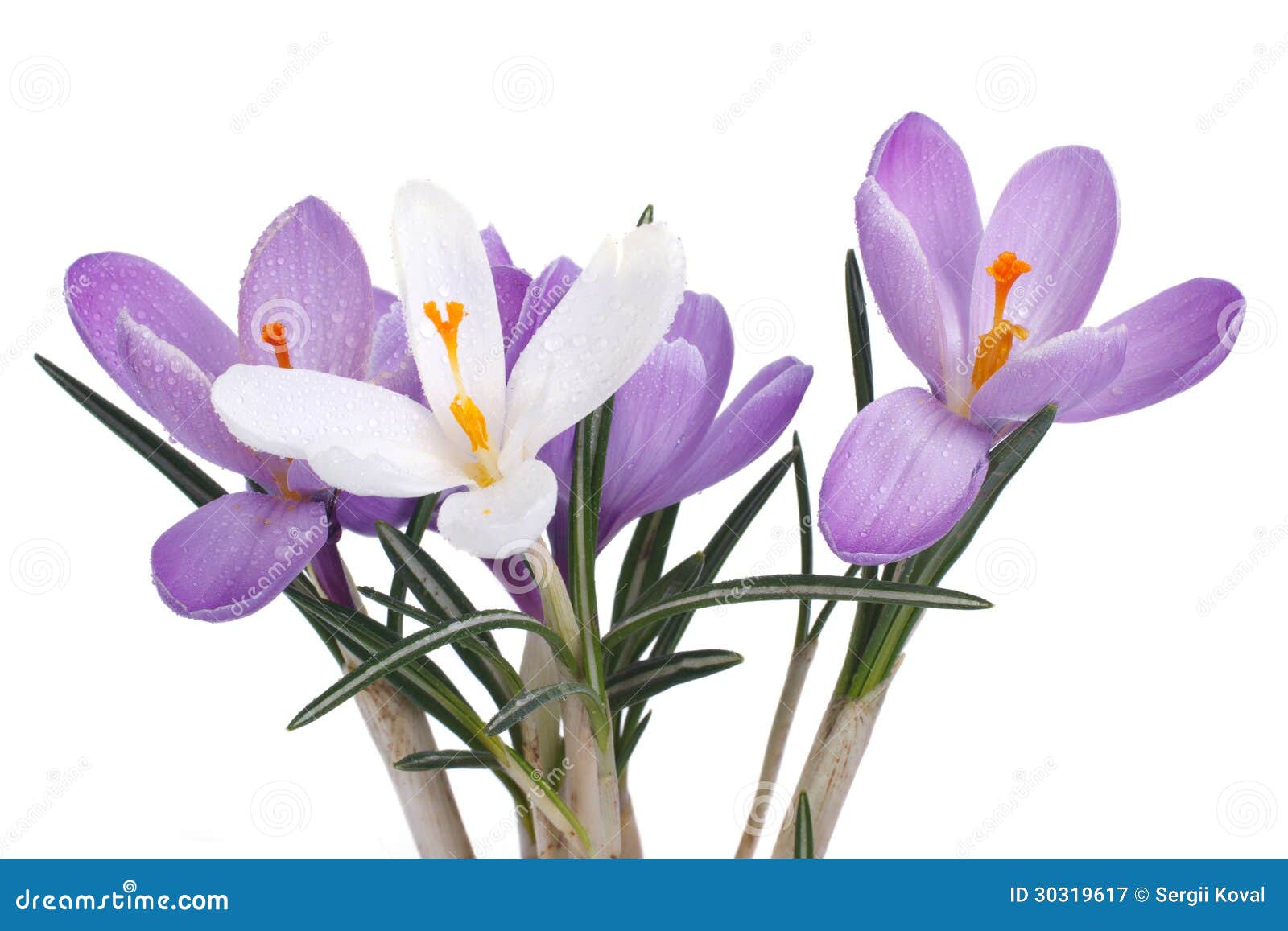 Bouquet of Crocuses Isolated on a White Stock Image - Image of elegance ...