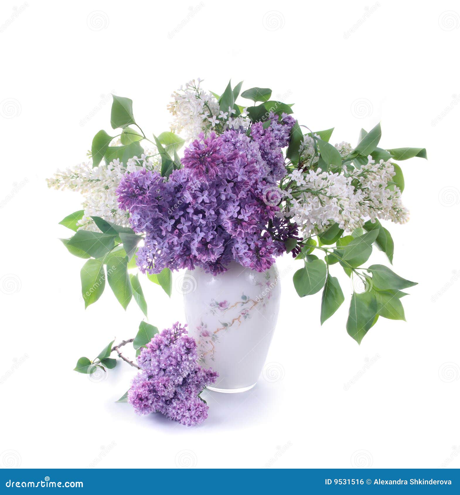 Bouquet D'un Lilas Image libre de droits - Image: 9531516