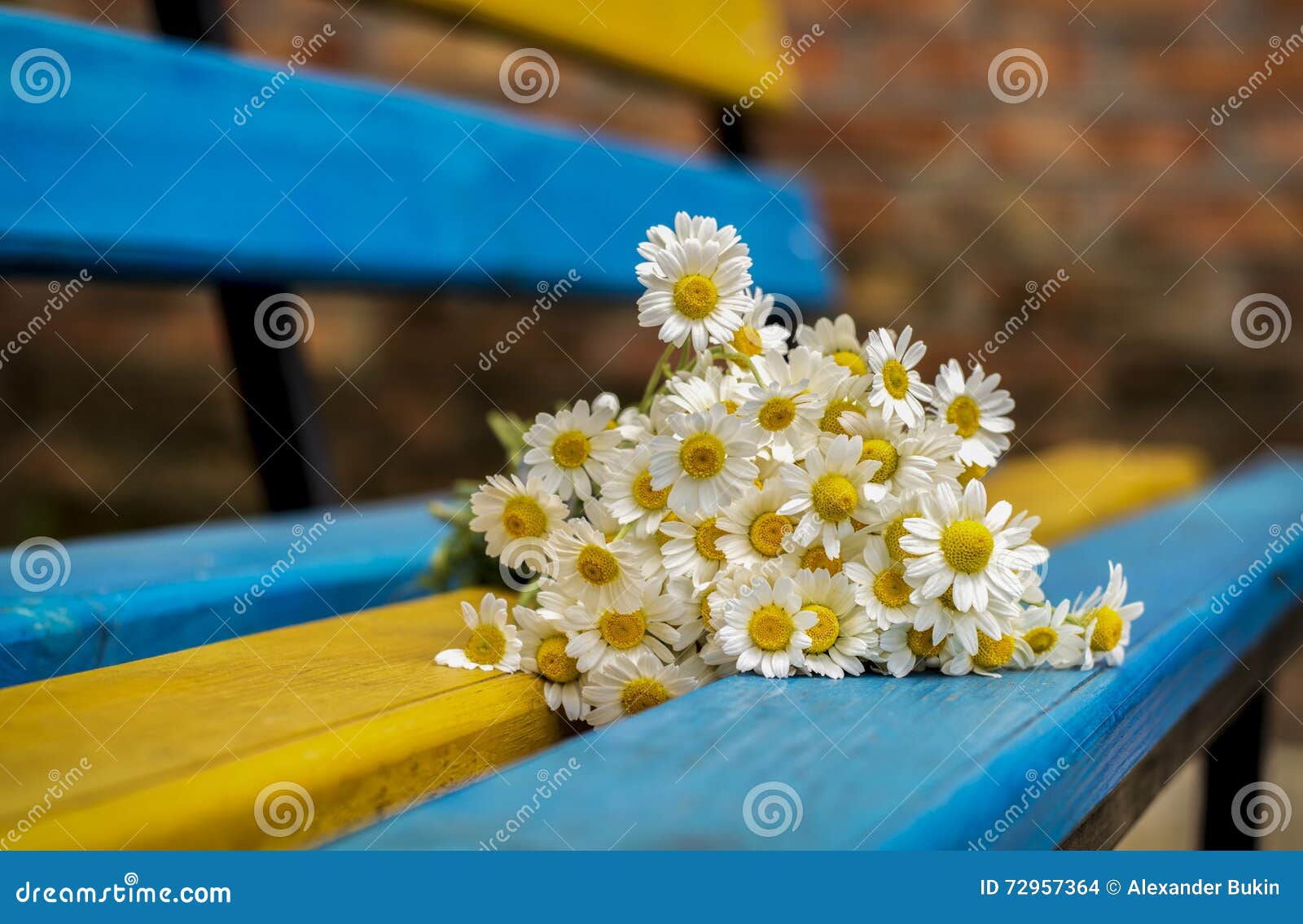 Bouquet Daisies Bench Background Stock Photos - Free & Royalty-Free ...
