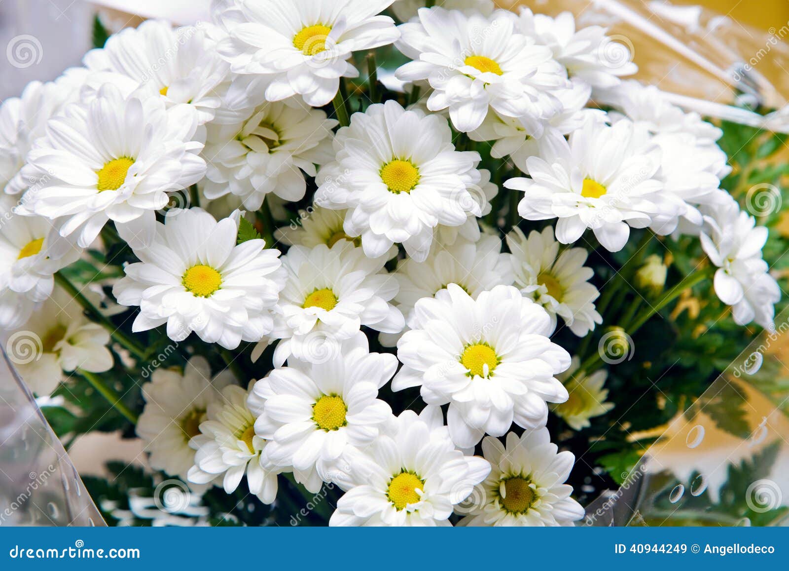 Bouquet of daisies stock image. Image of bloom, celebration - 40944249