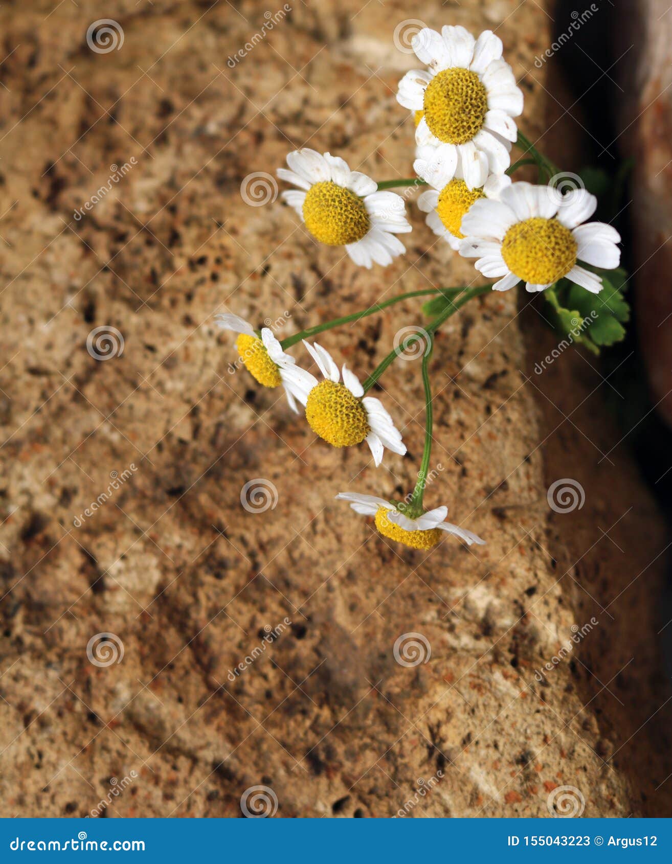 Bouquet of Daisies on a Stone Texture Stock Image - Image of sand ...
