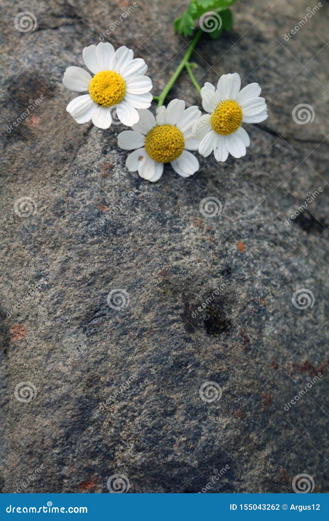 Bouquet of Daisies on a Stone Texture Stock Photo - Image of concrete ...