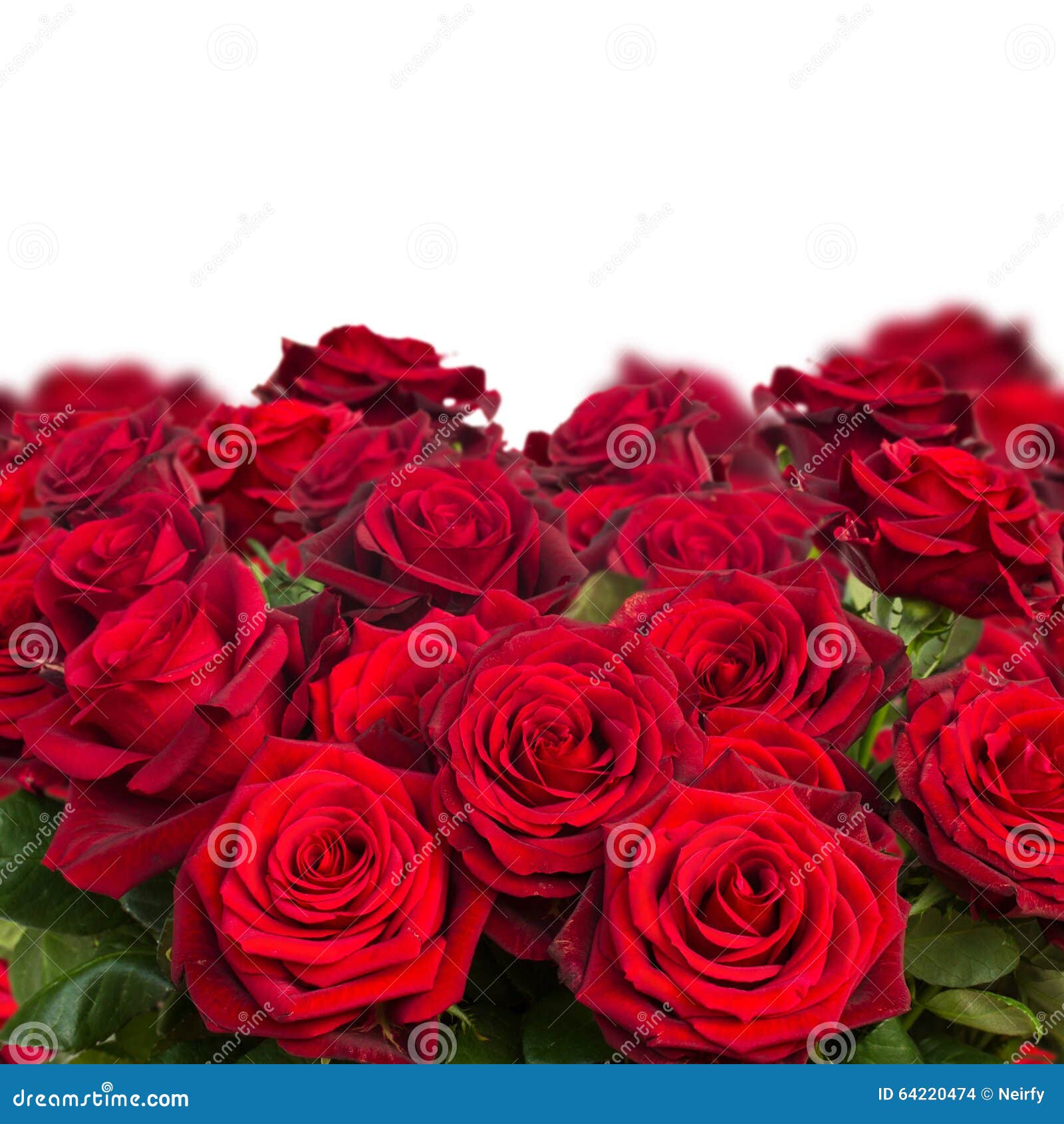 Bouquet of Dark Red Roses Close Up Stock Photo - Image of love, green ...