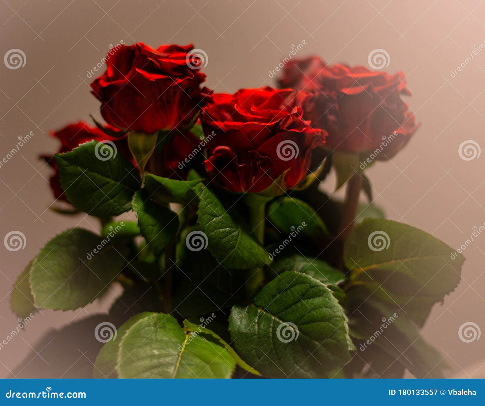 Bouquet of Dark Red Roses in a Vase Stock Image - Image of leaf, flower ...