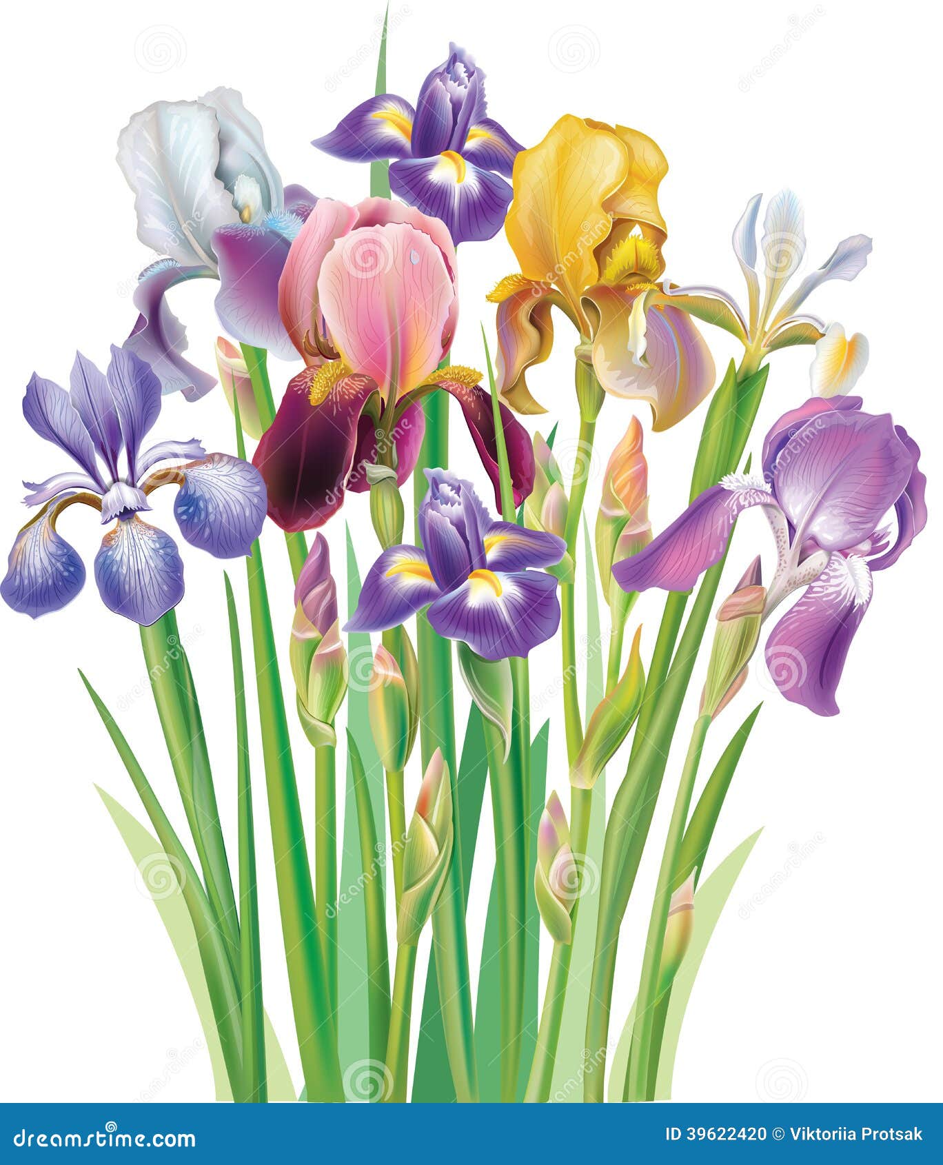 Bouquet de fleur d'iris illustration de vecteur. Illustration du tête ...