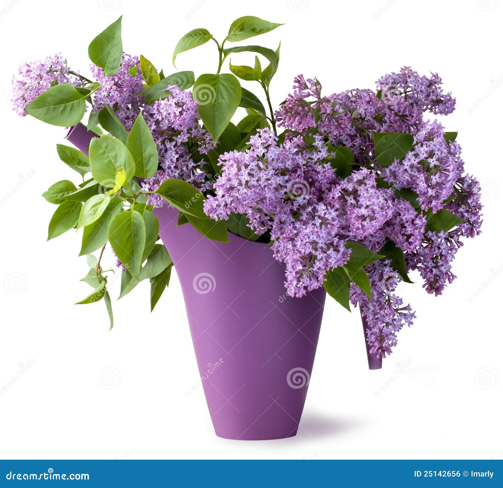 Bouquet de fleur lilas photo stock. Image du instruction - 25142656