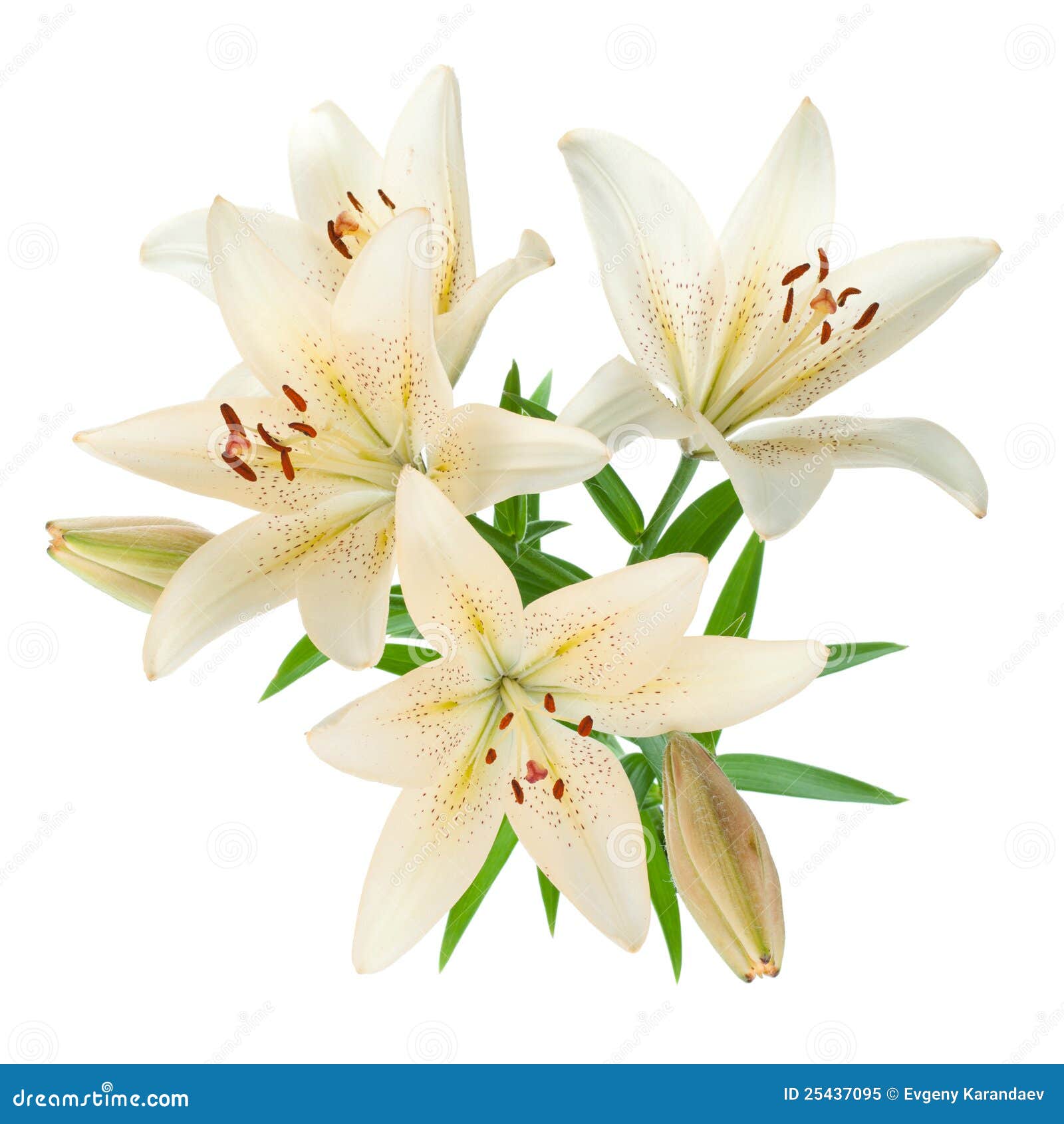 Bouquet de lis blanc image stock. Image du beauté, détail - 25437095