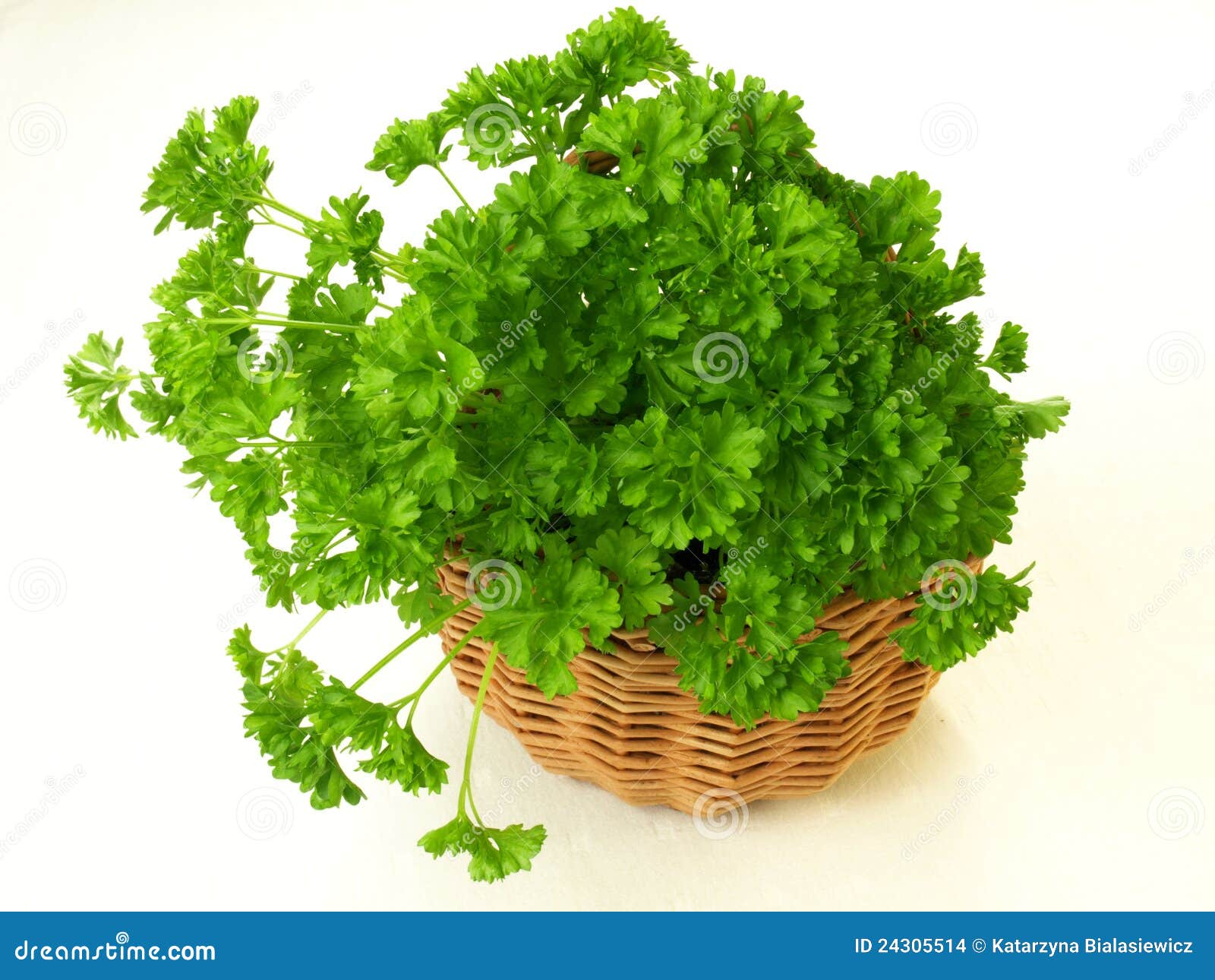 Bouquet de persil, photo stock. Image du sain, nature - 24305514