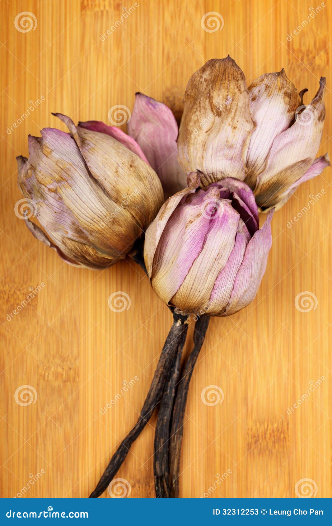 Bouquet of dead lotus stock image. Image of artistic - 32312253