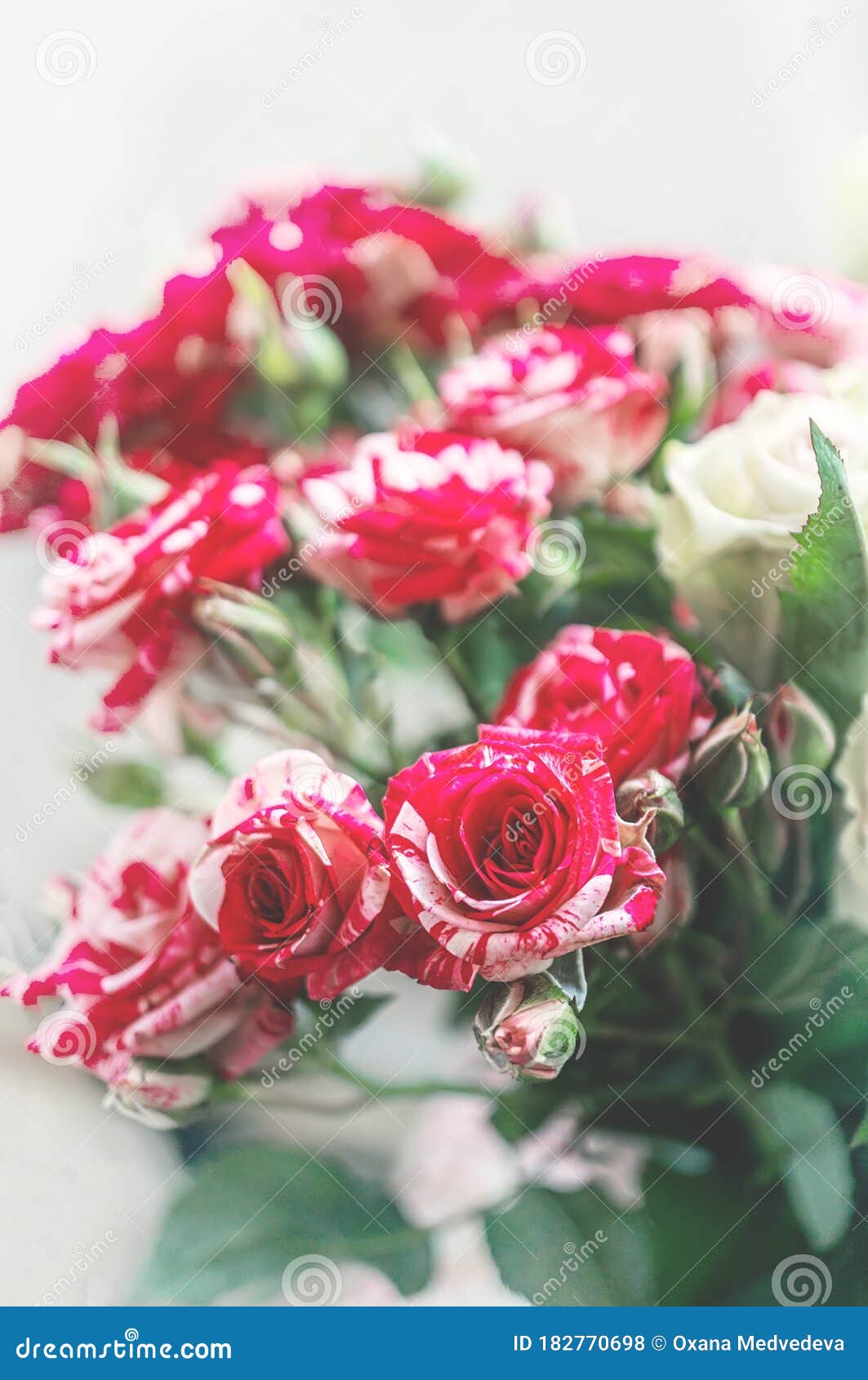 Bouquet of Delicate Variegated White-red Medium-sized Roses on a Light ...