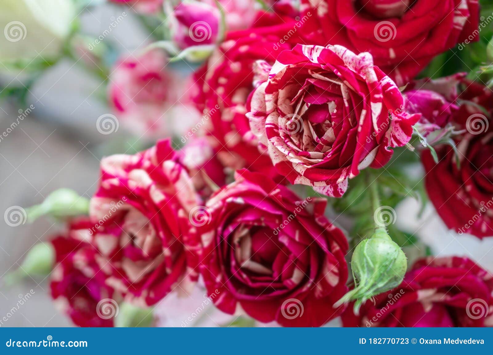 Bouquet of Delicate Variegated White-red Medium-sized Roses on a Light ...