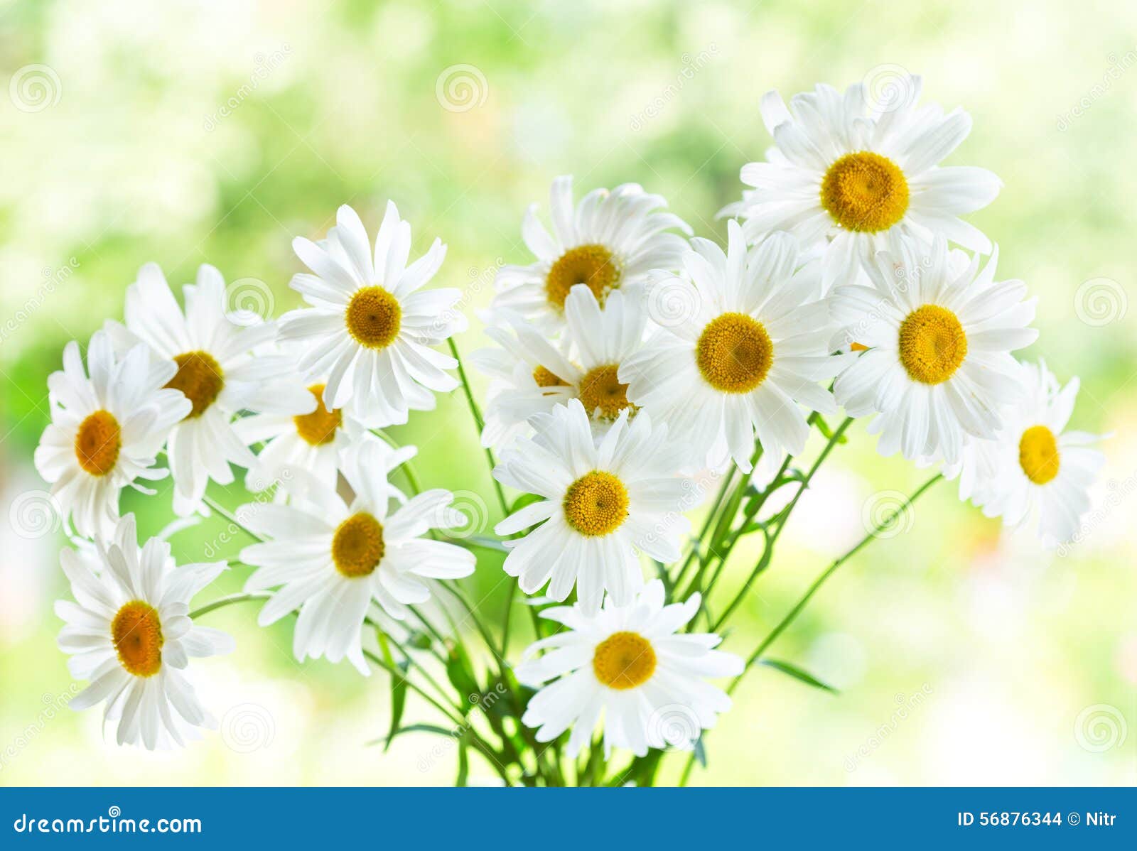 Bouquet Des Fleurs De Marguerite Photos Stock - Téléchargez 10,370 ...