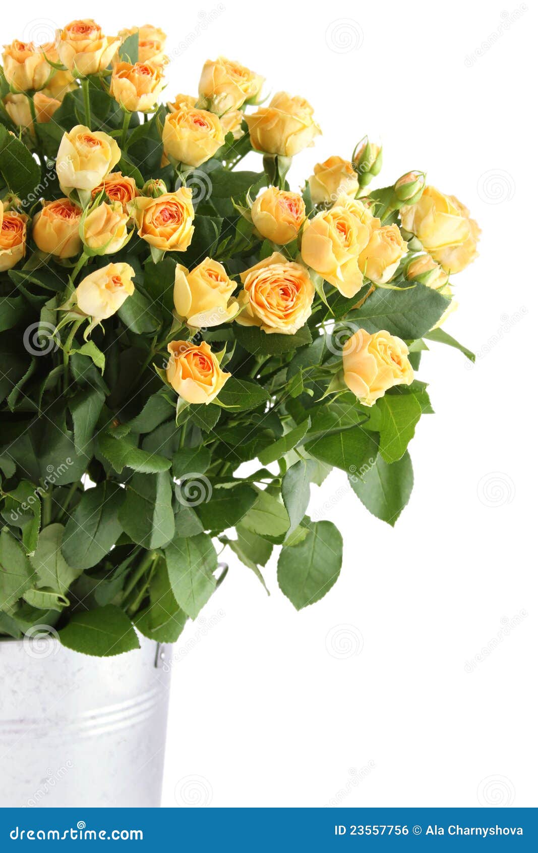 Bouquet des roses photo stock. Image du isolement, panier - 23557756