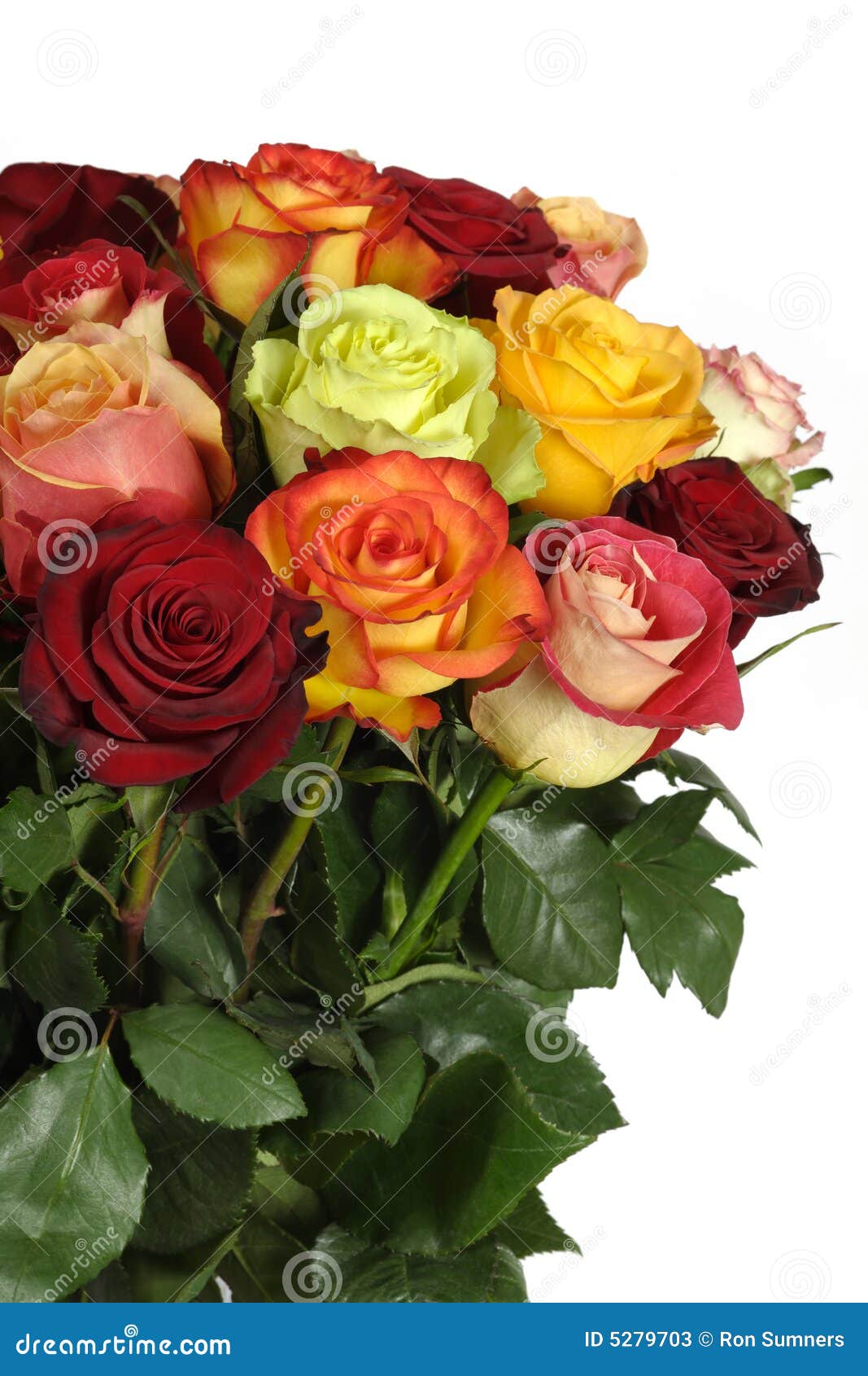 Bouquet des roses image stock. Image du beauté, affection - 5279703