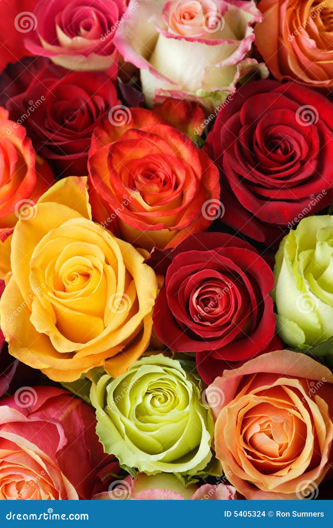Bouquet des roses photo stock. Image du fleuriste, ouvert - 5405324