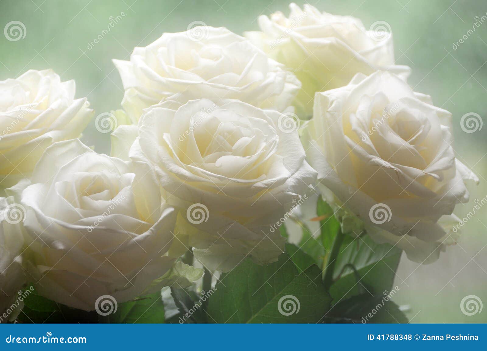 Bouquet des roses blanches photo stock. Image du invitation - 41788348