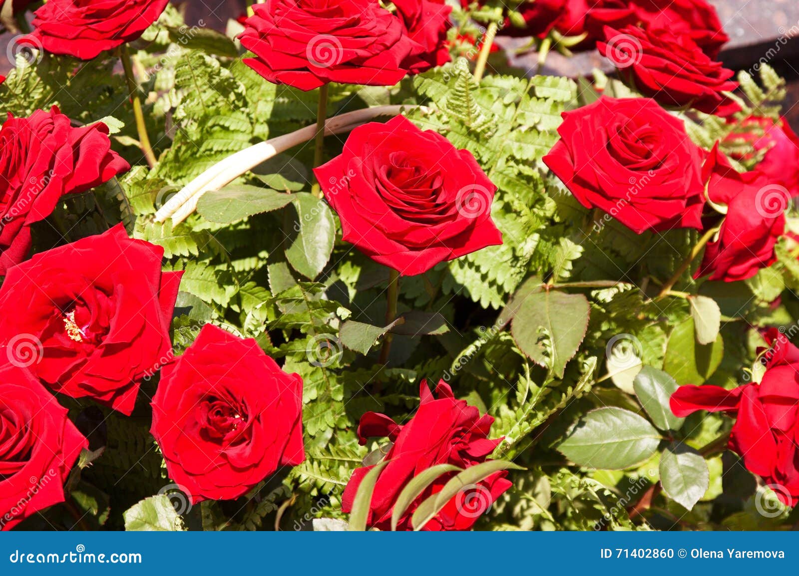 Bouquet Des Roses Brillamment Rouges Photo stock - Image du objets ...