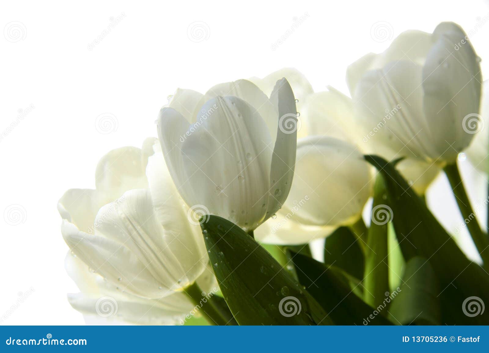 Bouquet Des Tulipes Blanches Sur Le Blanc Photo stock - Image du lames ...