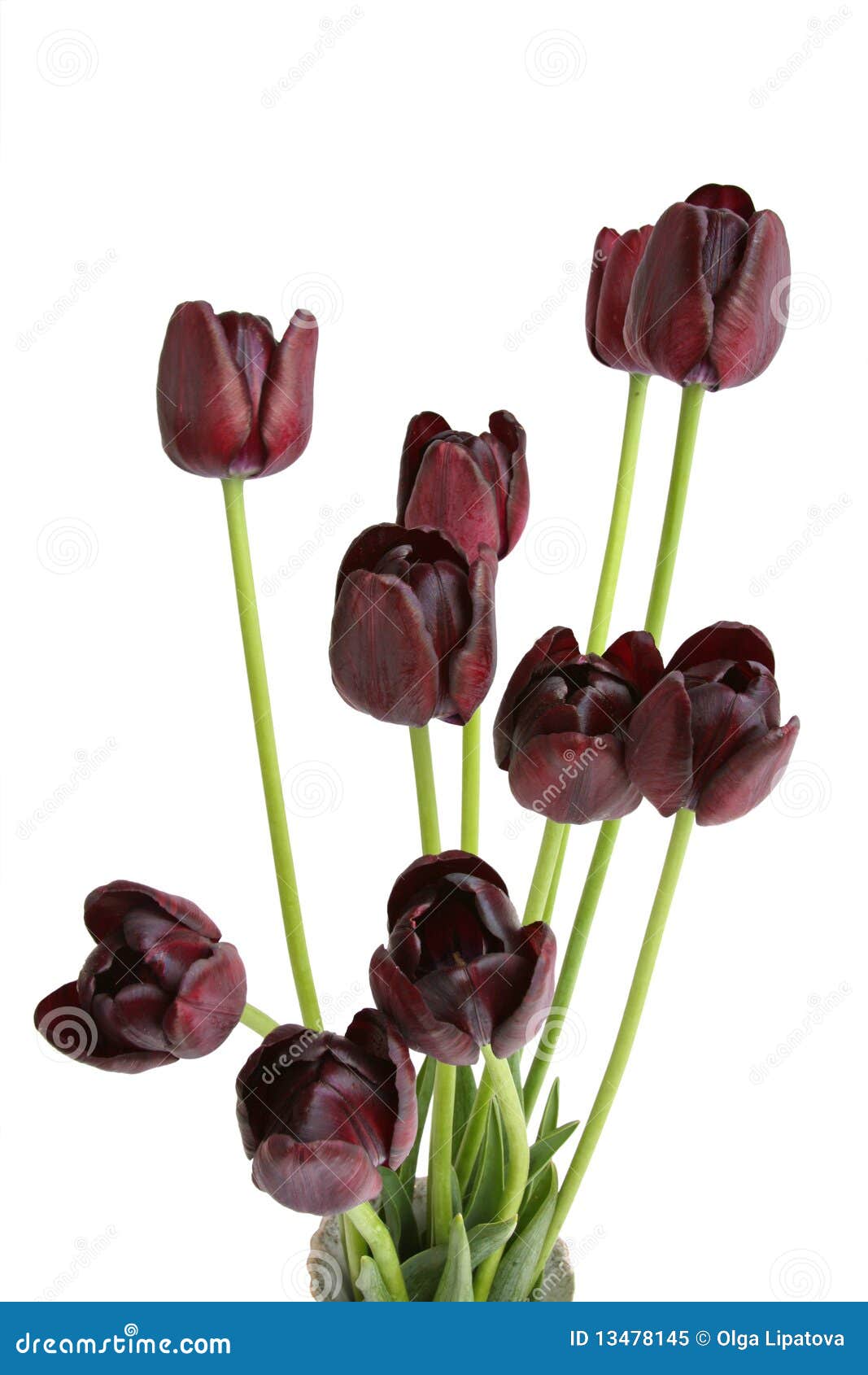 Bouquet des tulipes noires image stock. Image du surprendre - 13478145