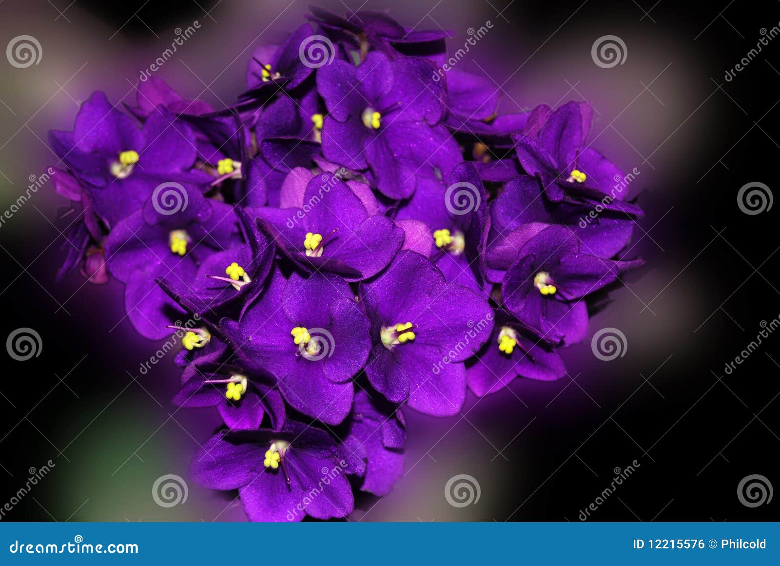 Bouquet des violettes photo stock. Image du texture, nature - 12215576