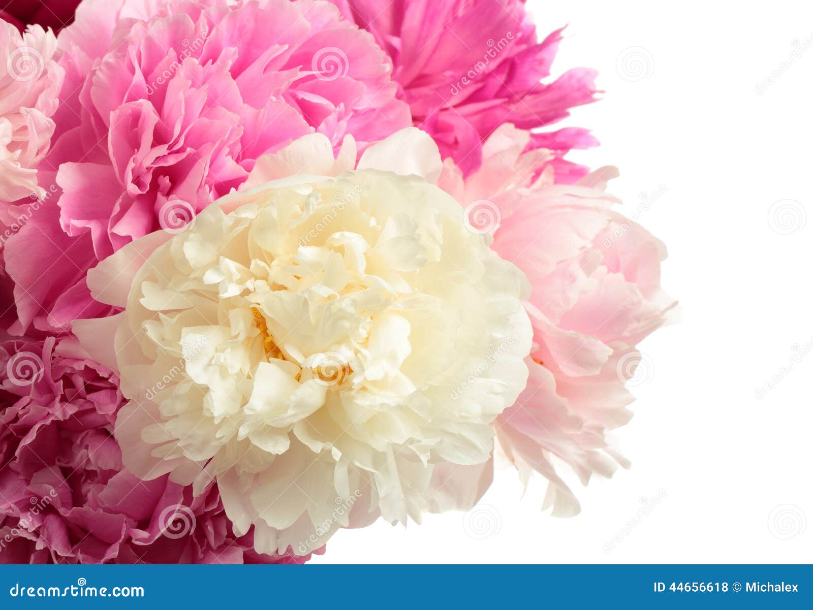 Bouquet of Different Color Peonies Stock Photo - Image of blossom ...