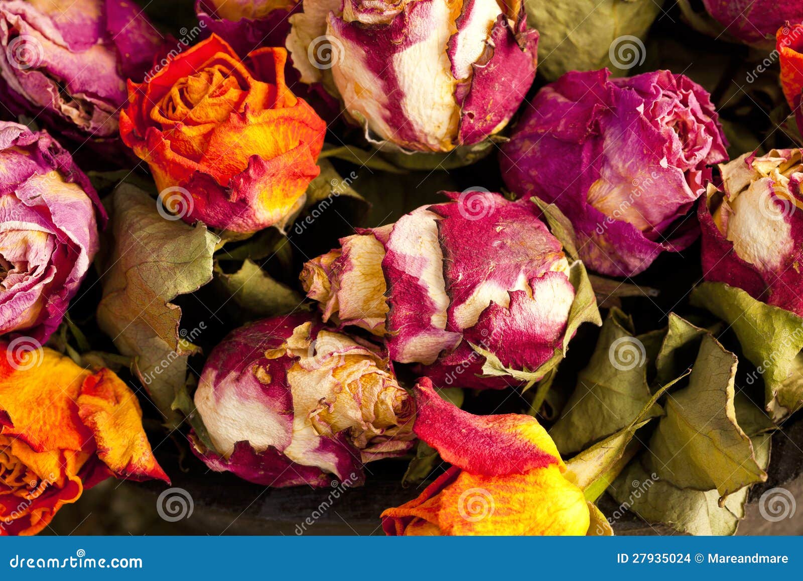 Bouquet of dried roses stock photo. Image of petals, green - 27935024
