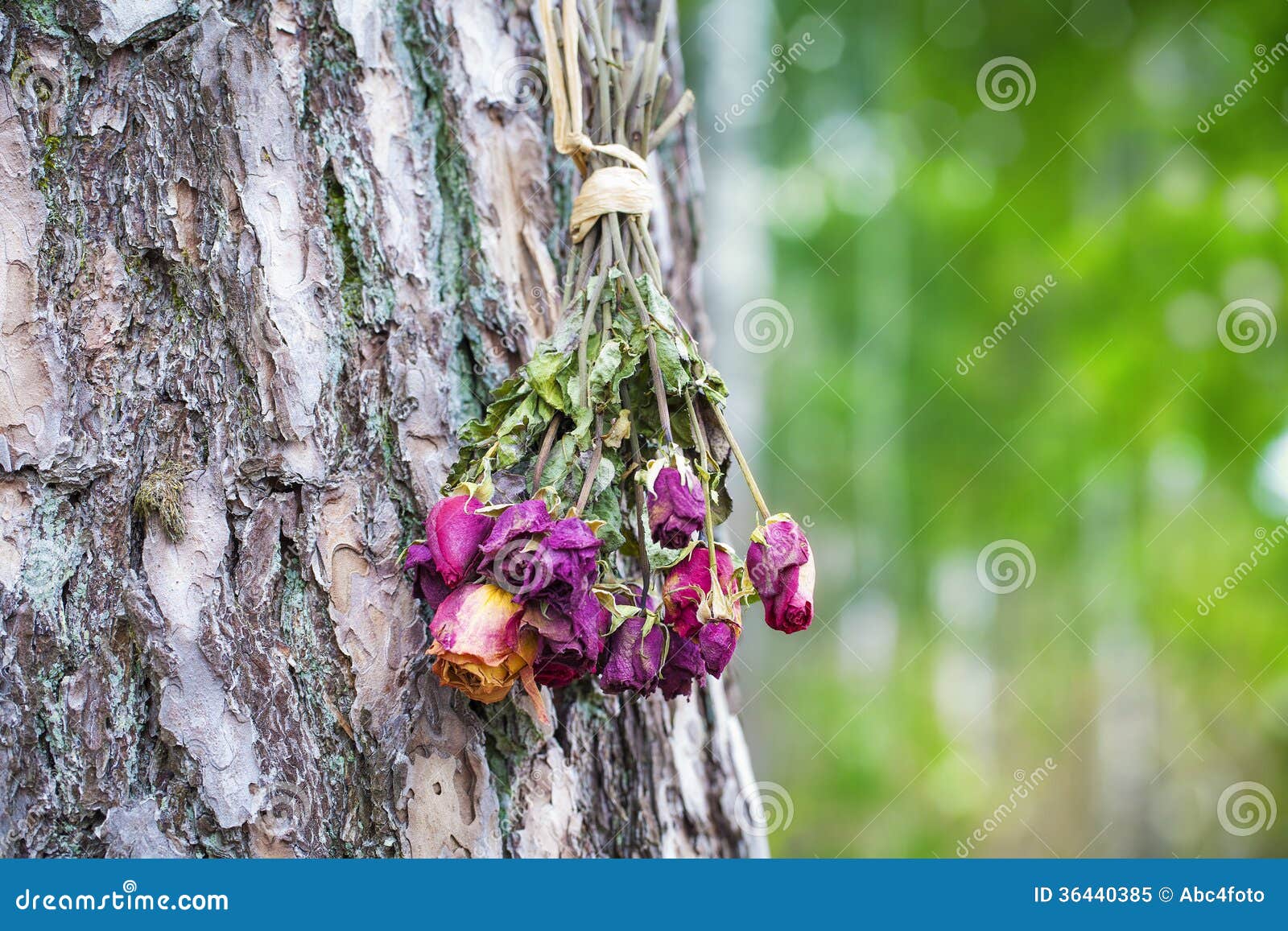 Bouquet of Dried Roses Hanging on Tree Stock Image - Image of antique ...