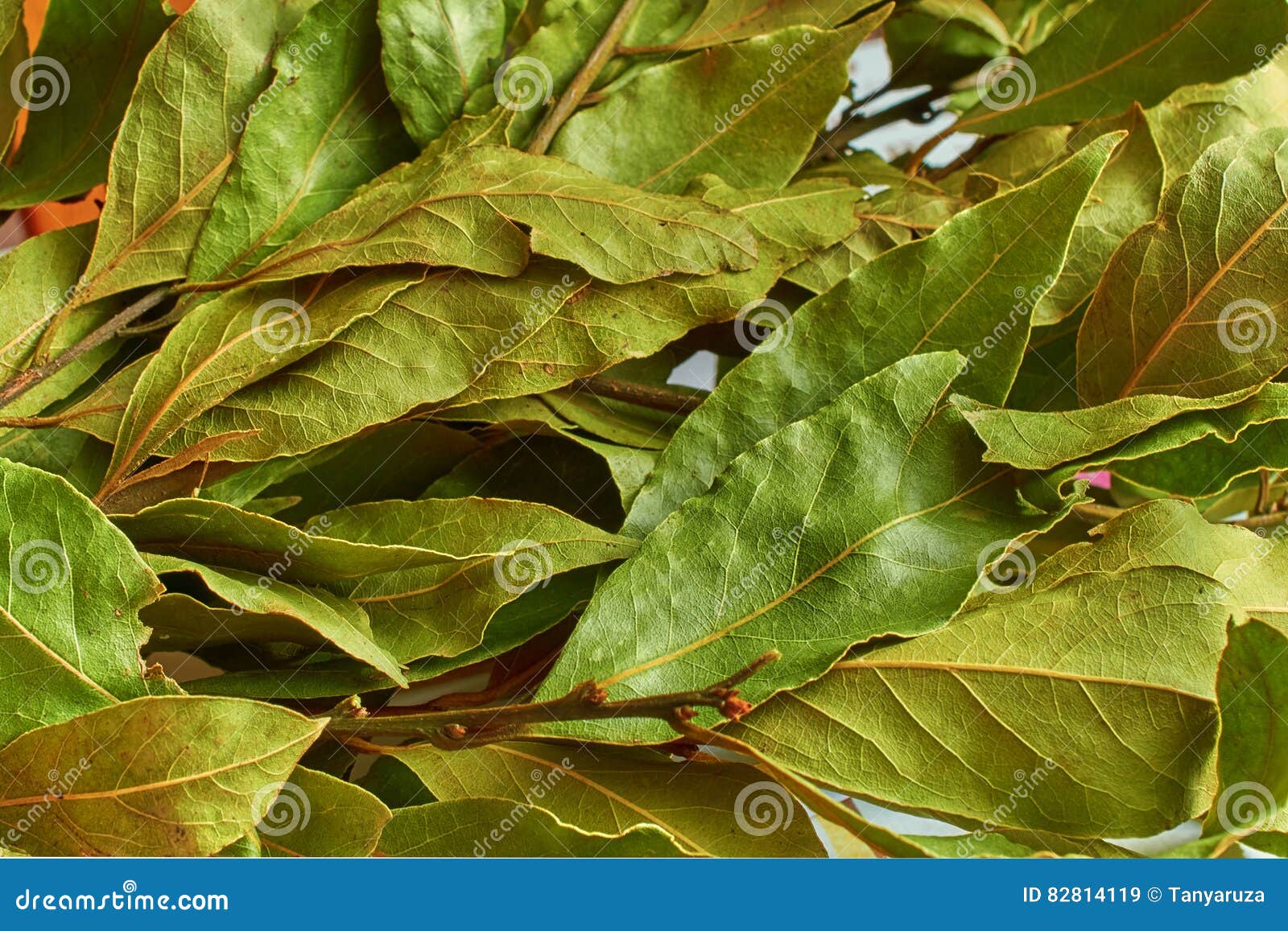 Bouquet of Dry Laurel Leaves Stock Image - Image of sprig, leaf: 82814119
