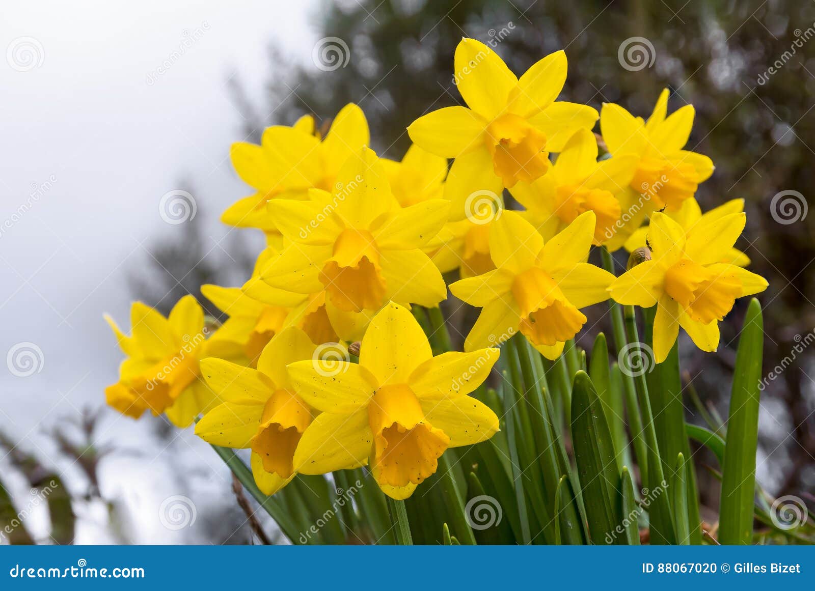 Narcisse Photos Stock - Téléchargez 39,252 Photos libres de droits