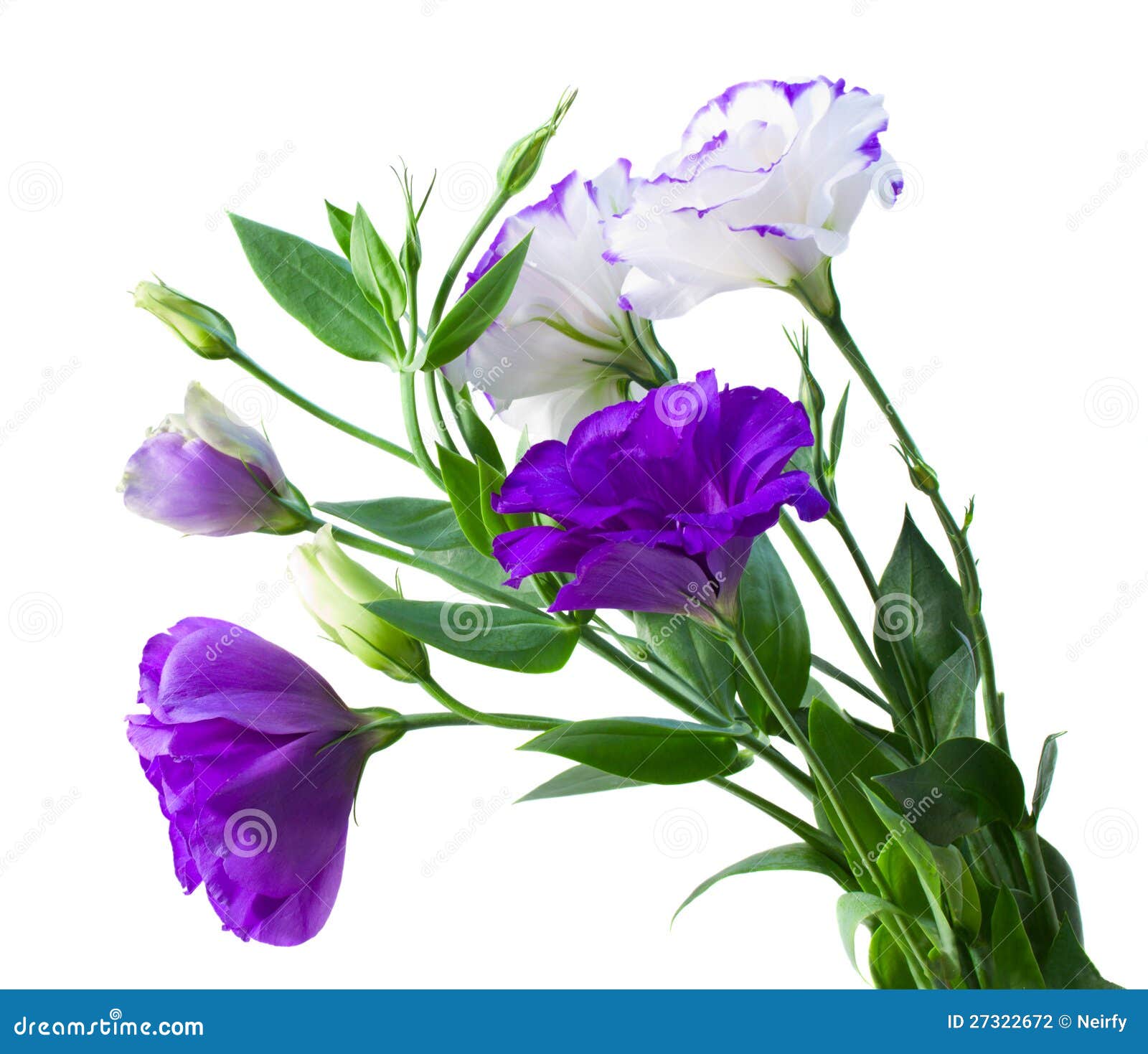 Bouquet of eustoma flowers stock photo. Image of lisianthus - 27322672