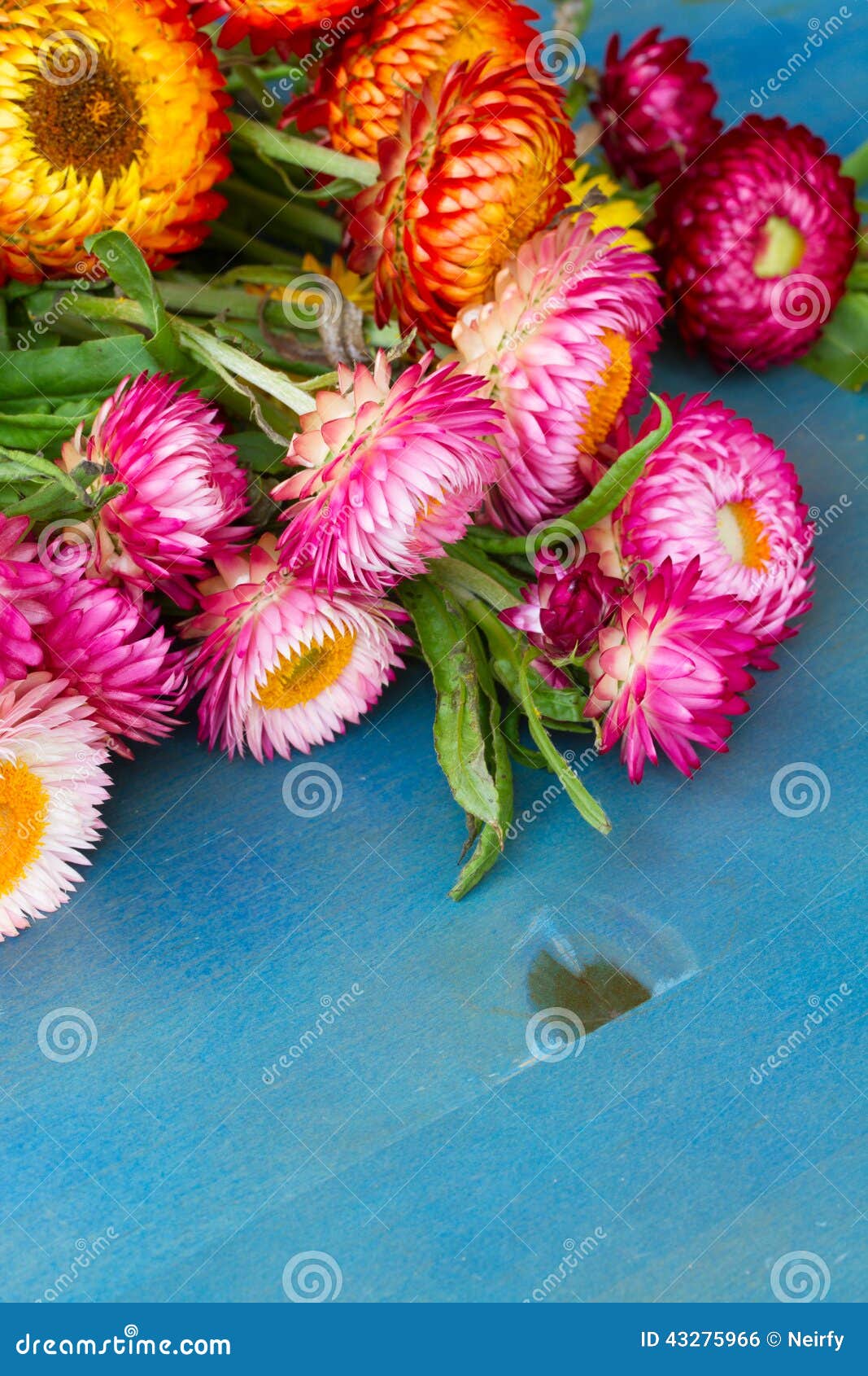 Bouquet of Everlasting Flowers Stock Photo - Image of everlasting ...