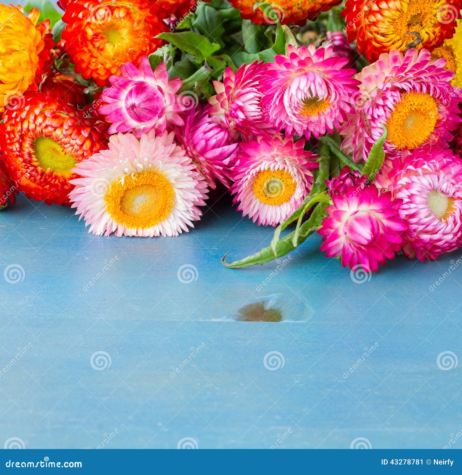 Bouquet of Everlasting Flowers Stock Image - Image of flower, foliage ...