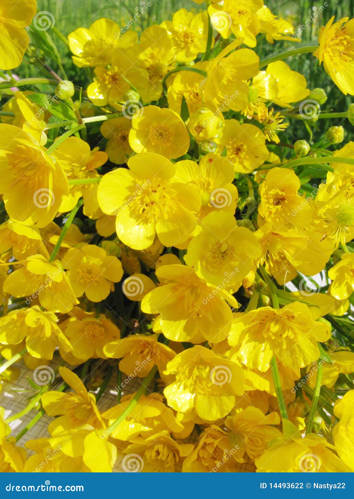 Bouquet of Field Buttercups Flowers Stock Photo - Image of nature ...