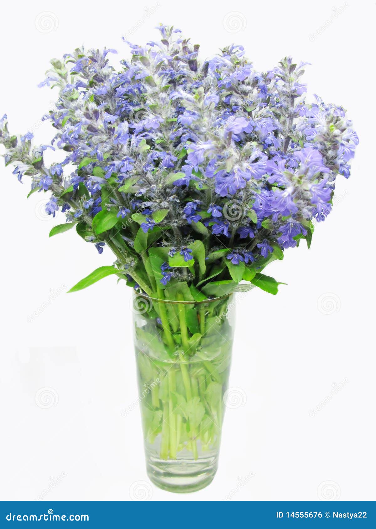 Bouquet of Field Violet Flowers in Vase Stock Photo - Image of macro ...