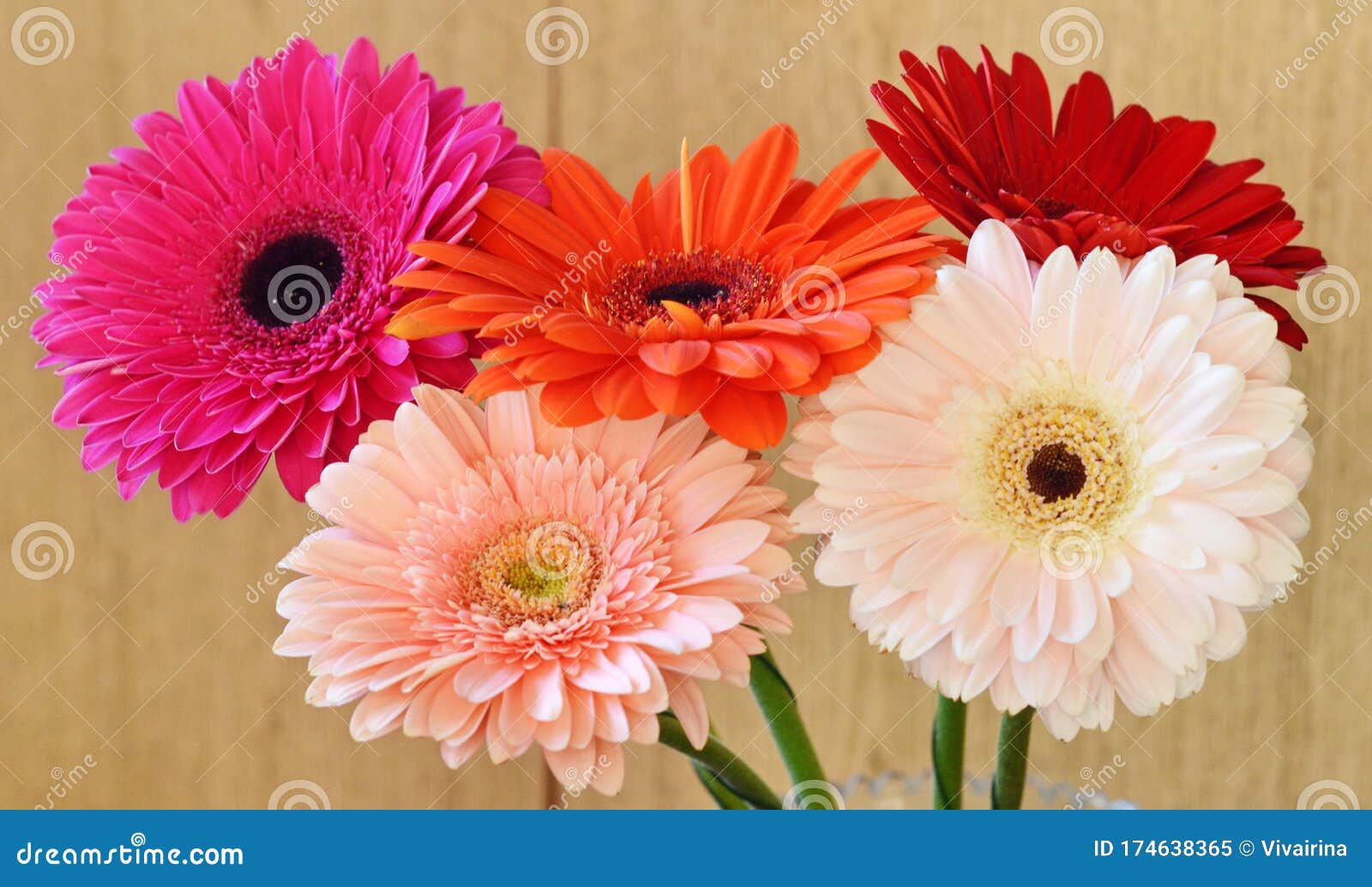 Closeup of Five Bright Gerberas Stock Image - Image of beautiful ...