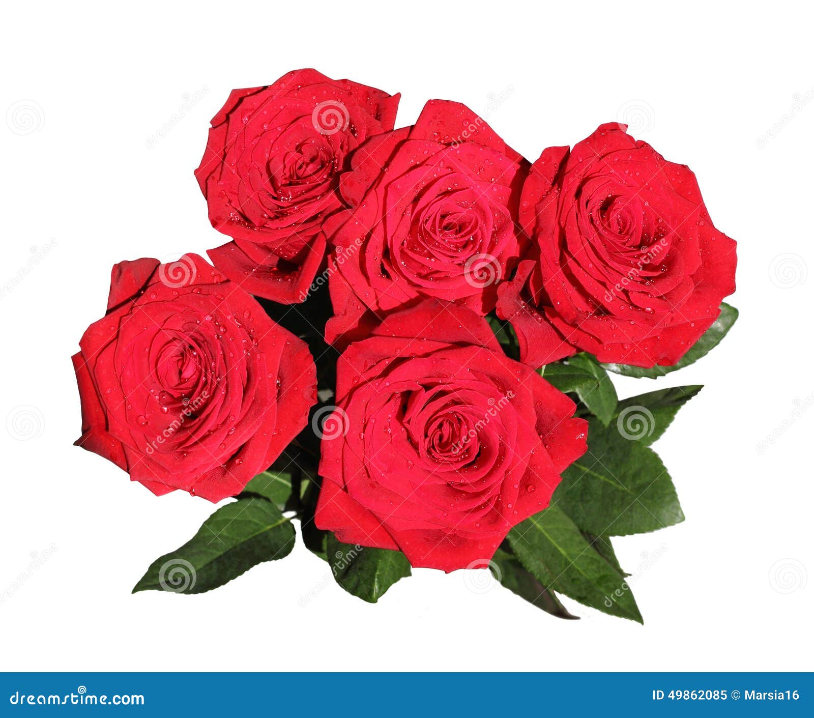 Bouquet of Five Red Roses in Dewdrops on White Stock Image - Image of ...