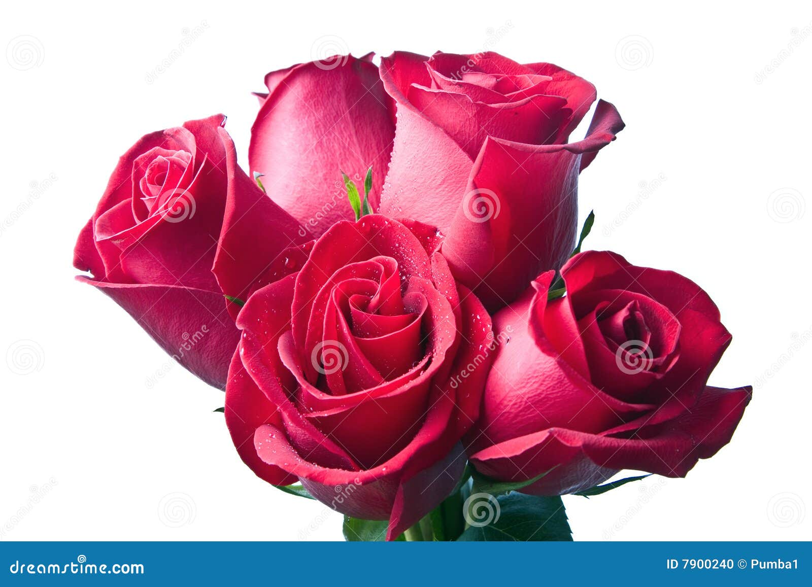Bouquet from Five Red Roses on a White Background Stock Photo - Image ...