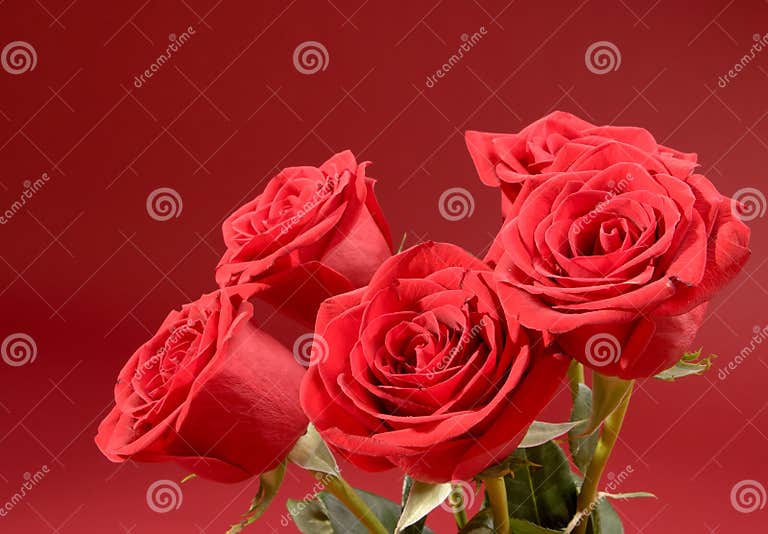 Bouquet of five roses stock photo. Image of roses, bright - 1804488