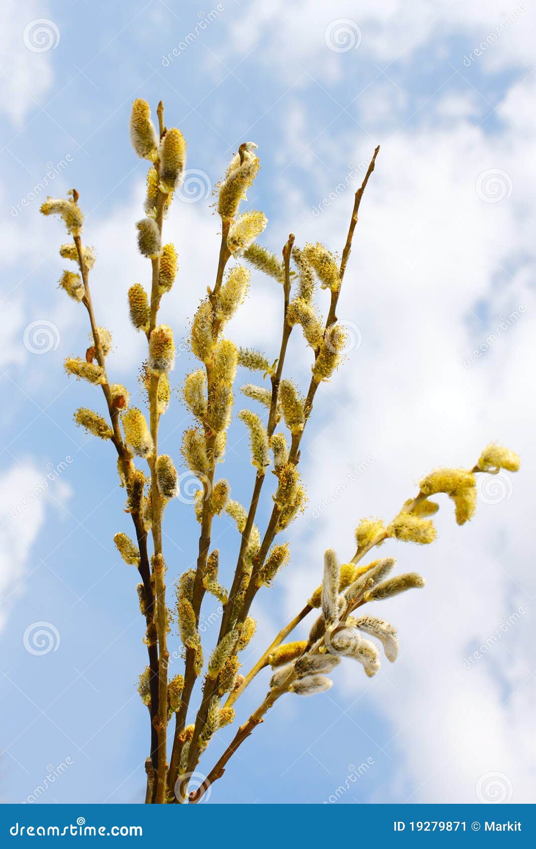 Bouquet of Flowering Willow Branches Stock Image - Image of flower ...