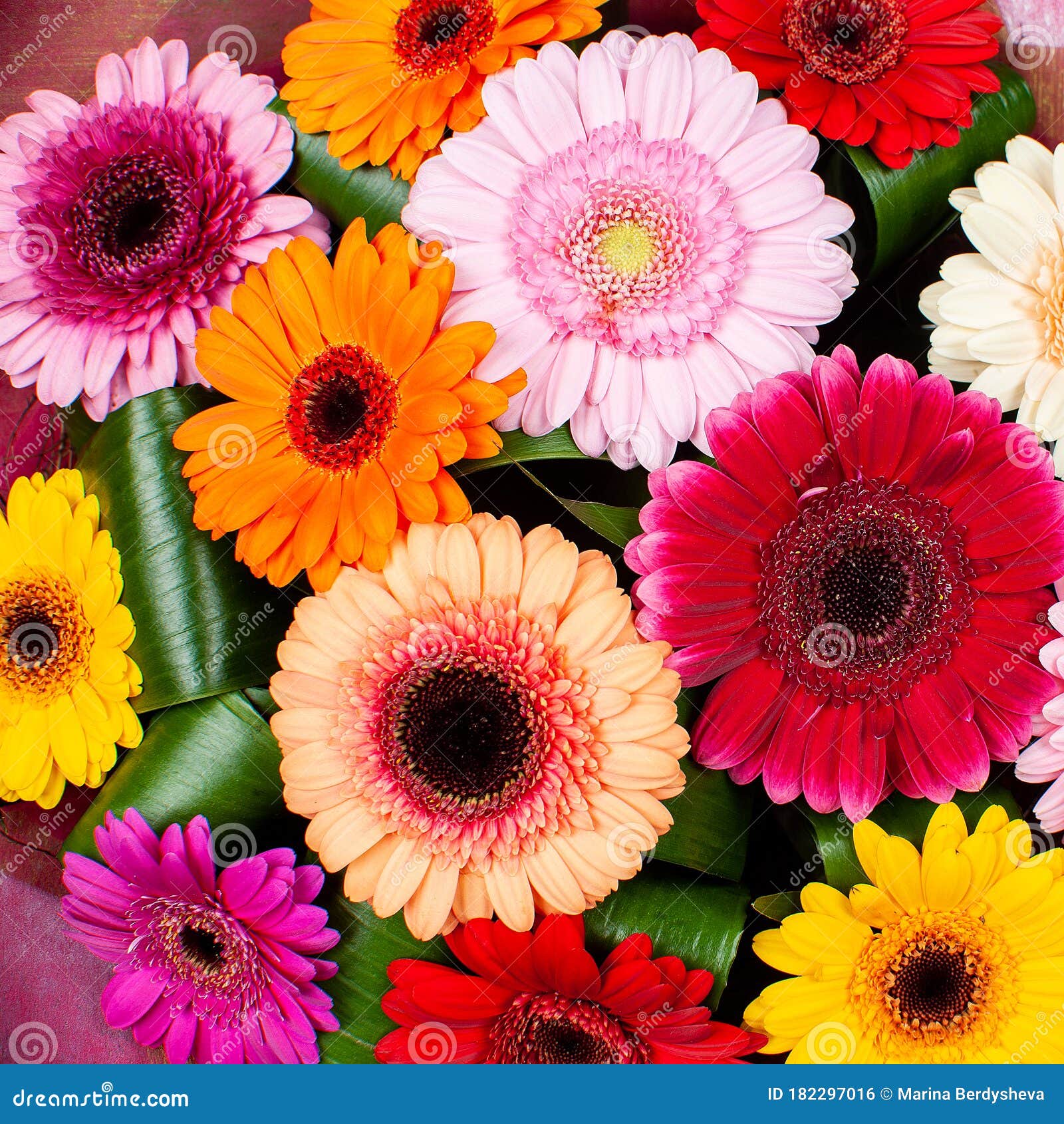 Bouquet of Flowers from Gerberas Stock Photo - Image of event, greeting ...