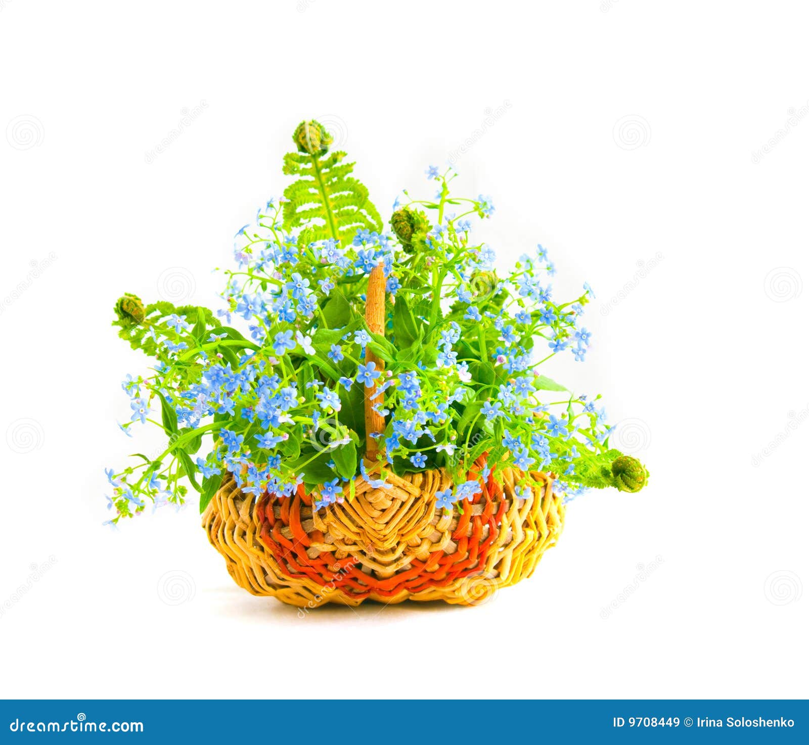 Bouquet of Forget-me-nots in a Wattled Basket Stock Image - Image of ...