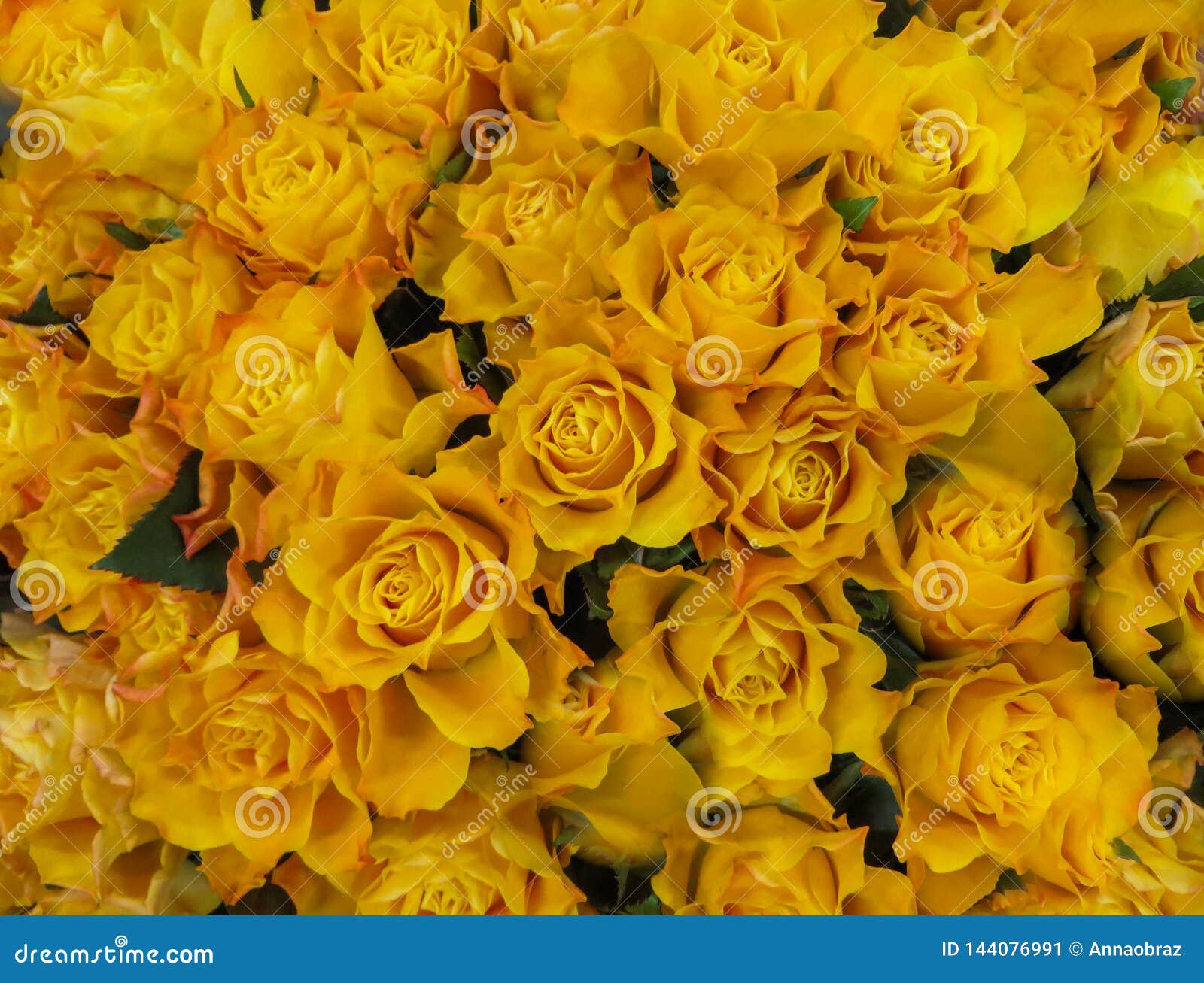 A Bouquet of Fresh Beautiful Yellow Roses in a Vase Stock Image - Image ...