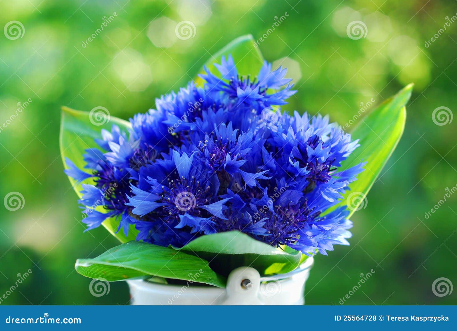 Bouquet of Fresh Cornflowers Stock Photo - Image of detail, blooming ...