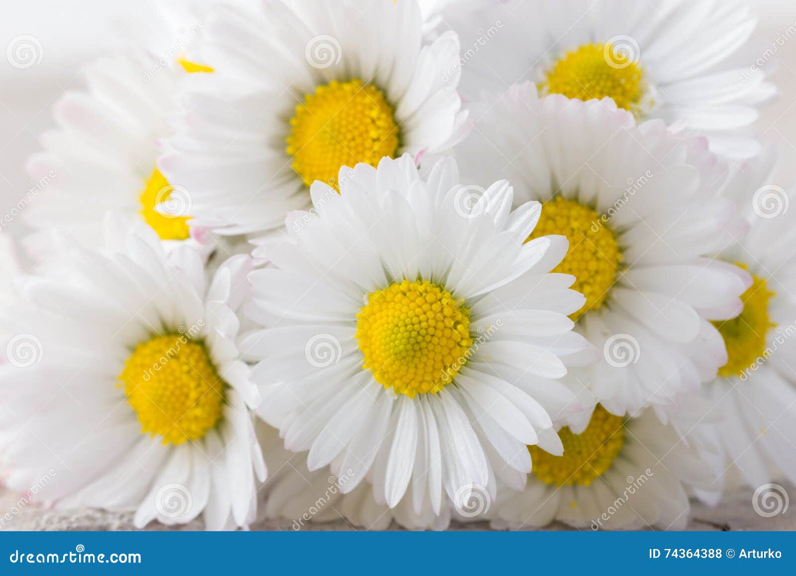 Bouquet of fresh daisies stock photo. Image of bright - 74364388