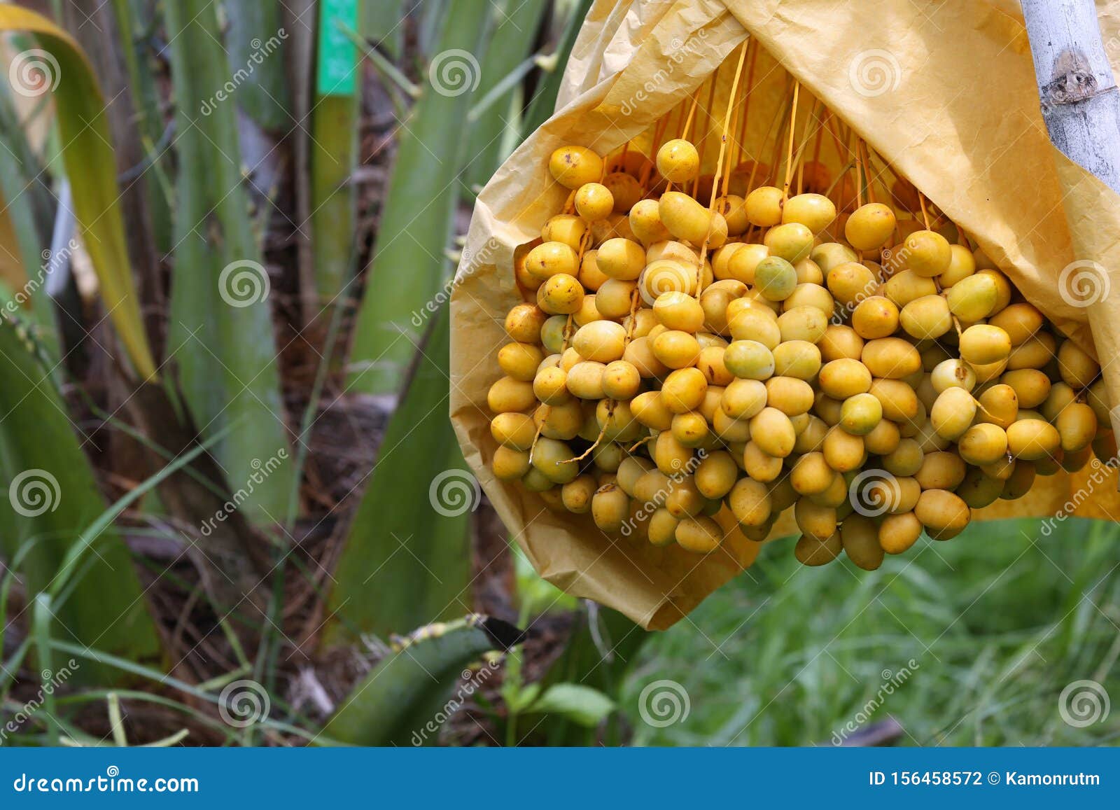 Bouquet of Fresh Date Palm Tree Stock Photo - Image of harvest, green ...
