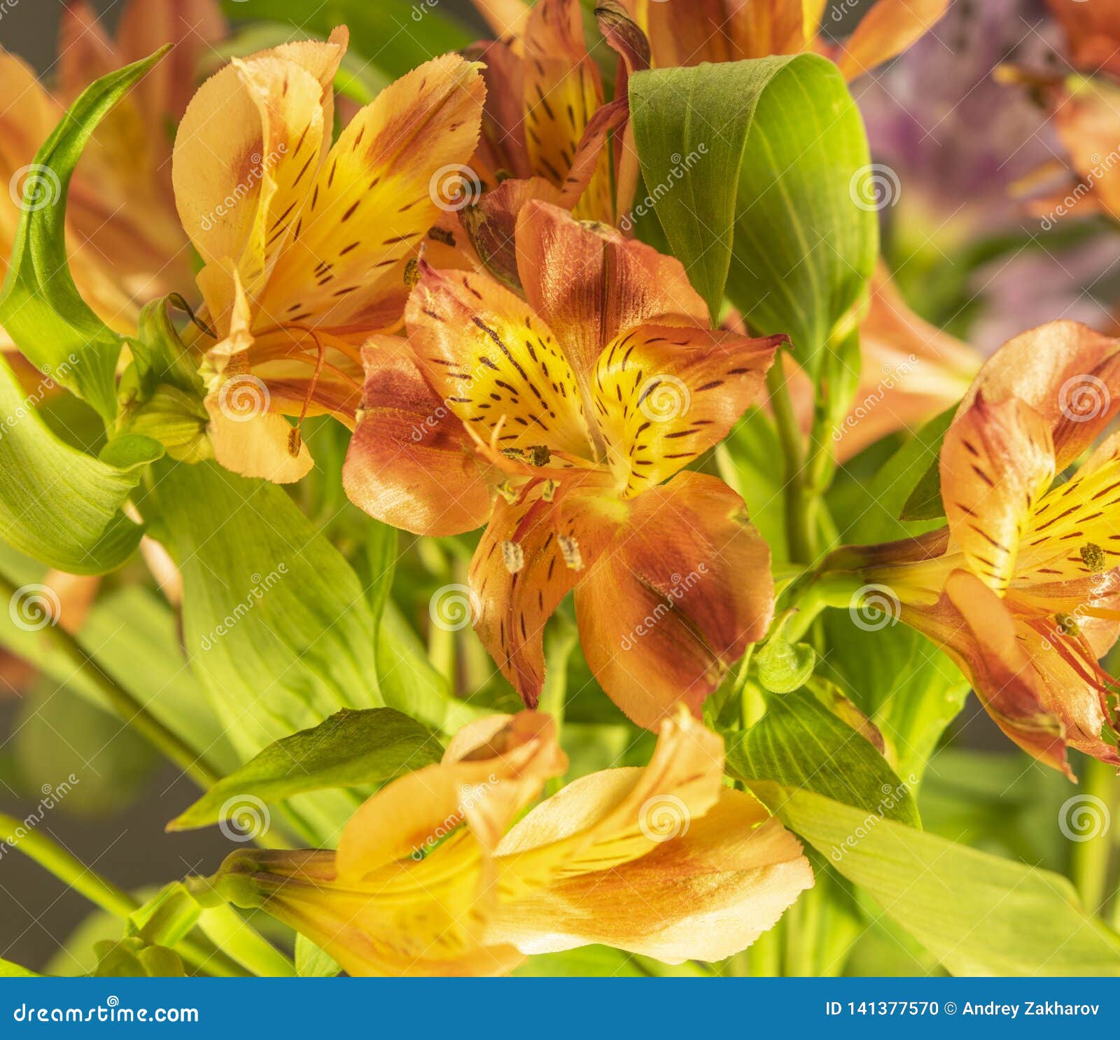 Bouquet of Fresh Multi-colored Spring Flowers of Different Varieties ...