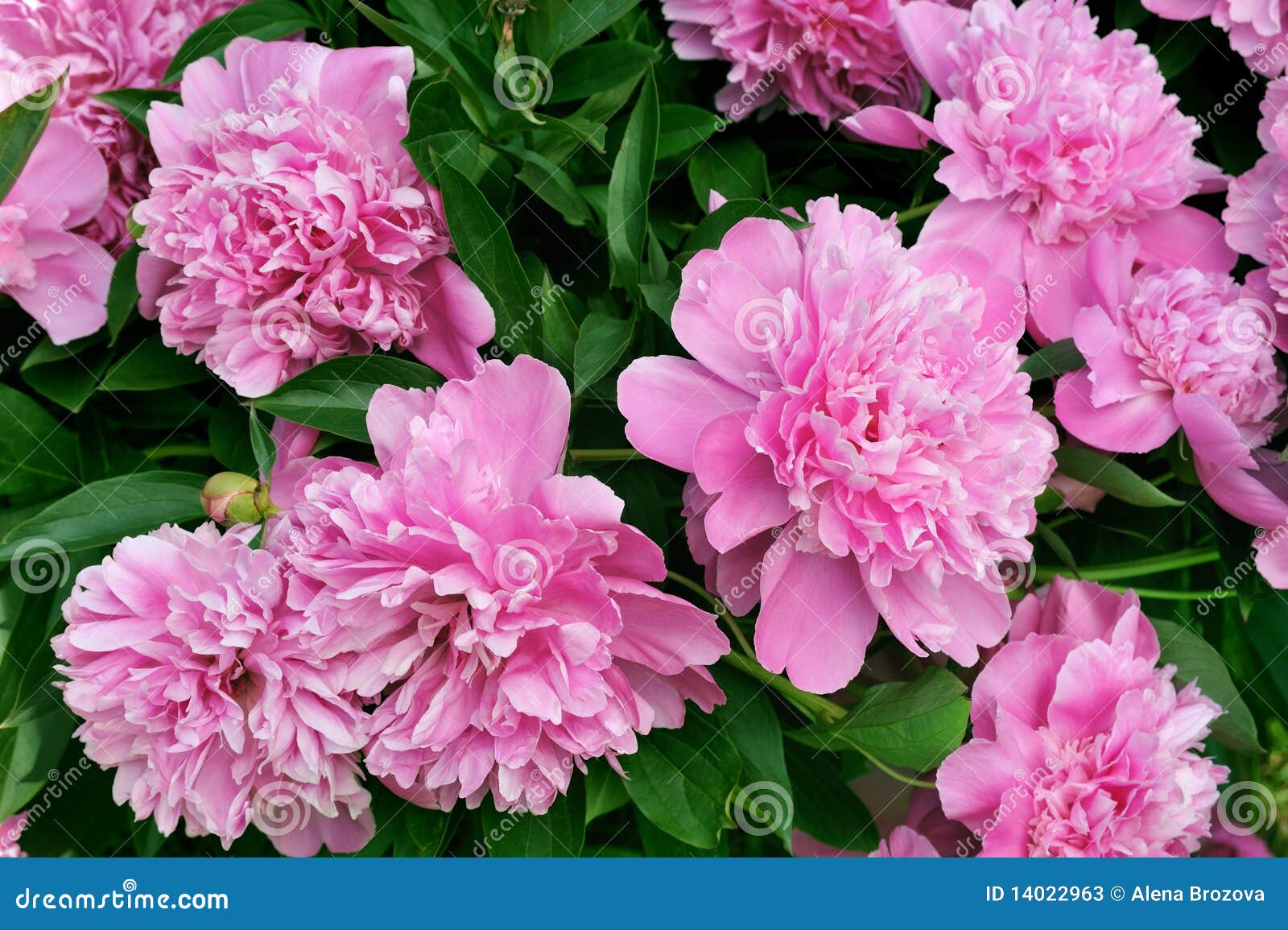 Bouquet of Fresh Pink Peonies Stock Image - Image of bouquet, close ...