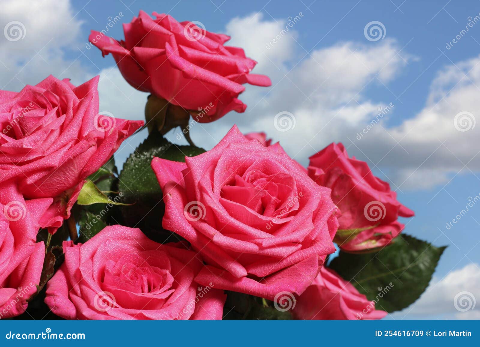 Bouquet of Fresh Pink Roses Outdoors with Blue Sky in Background Stock ...