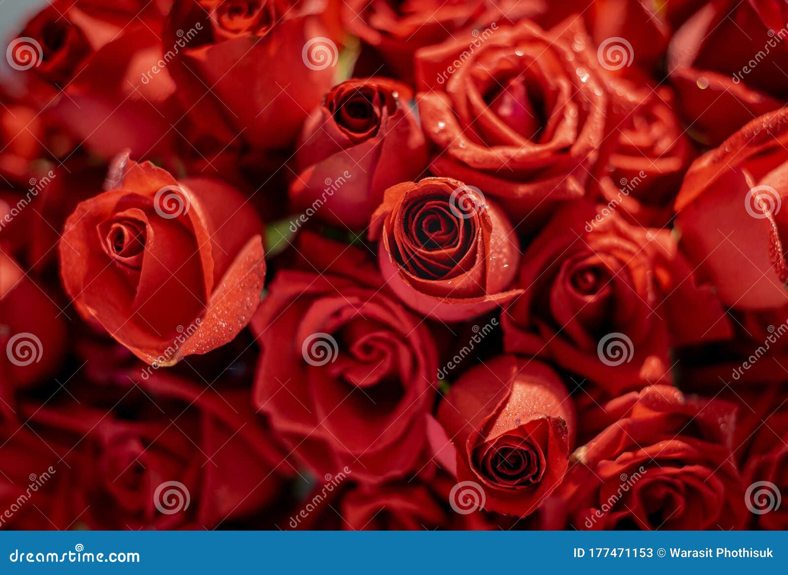 Bouquet of Fresh Roses, Flower Bright Background Stock Image - Image of ...