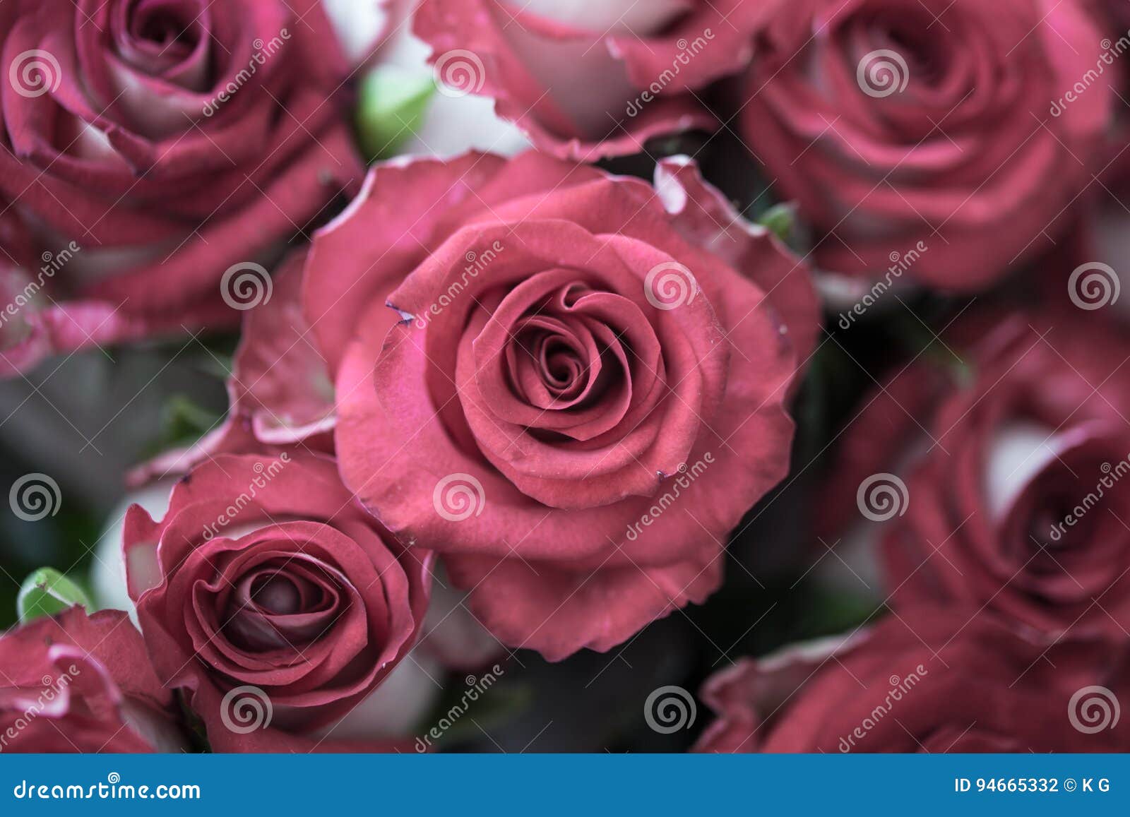 Bouquet of Fresh Roses, Flower Bright Background, Close-up Stock Photo ...